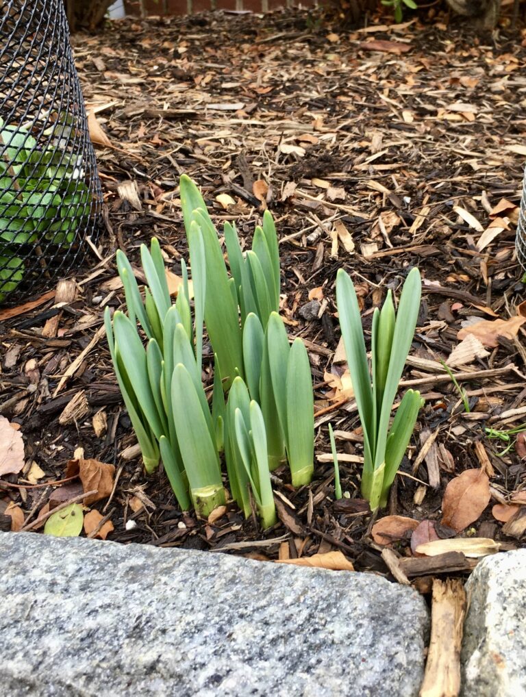 Just a Member – Chip Filson