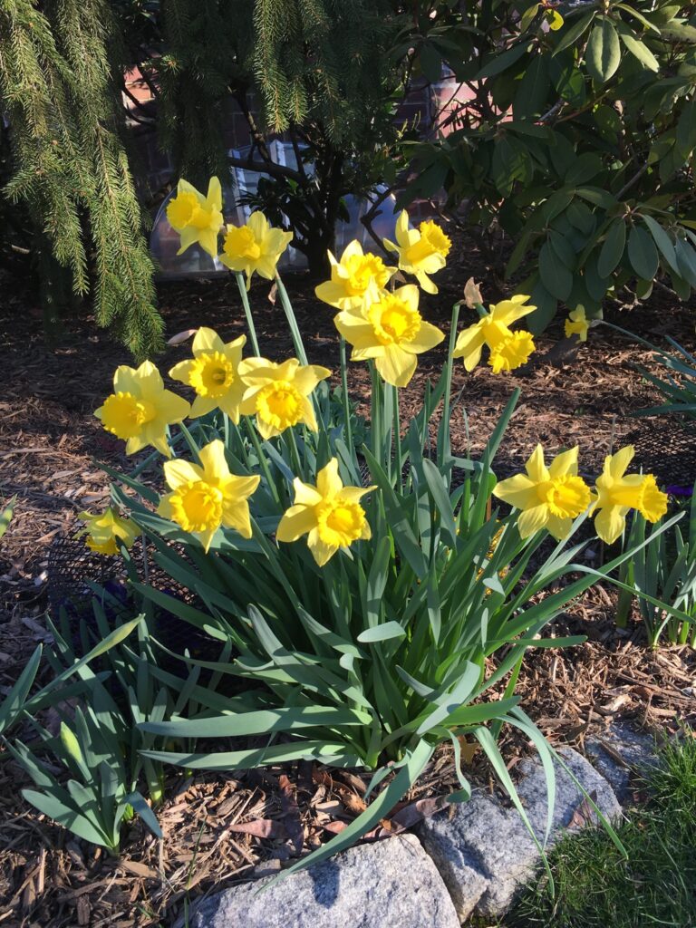 Signs of New Life and a Late Bloomer – Just a Member
